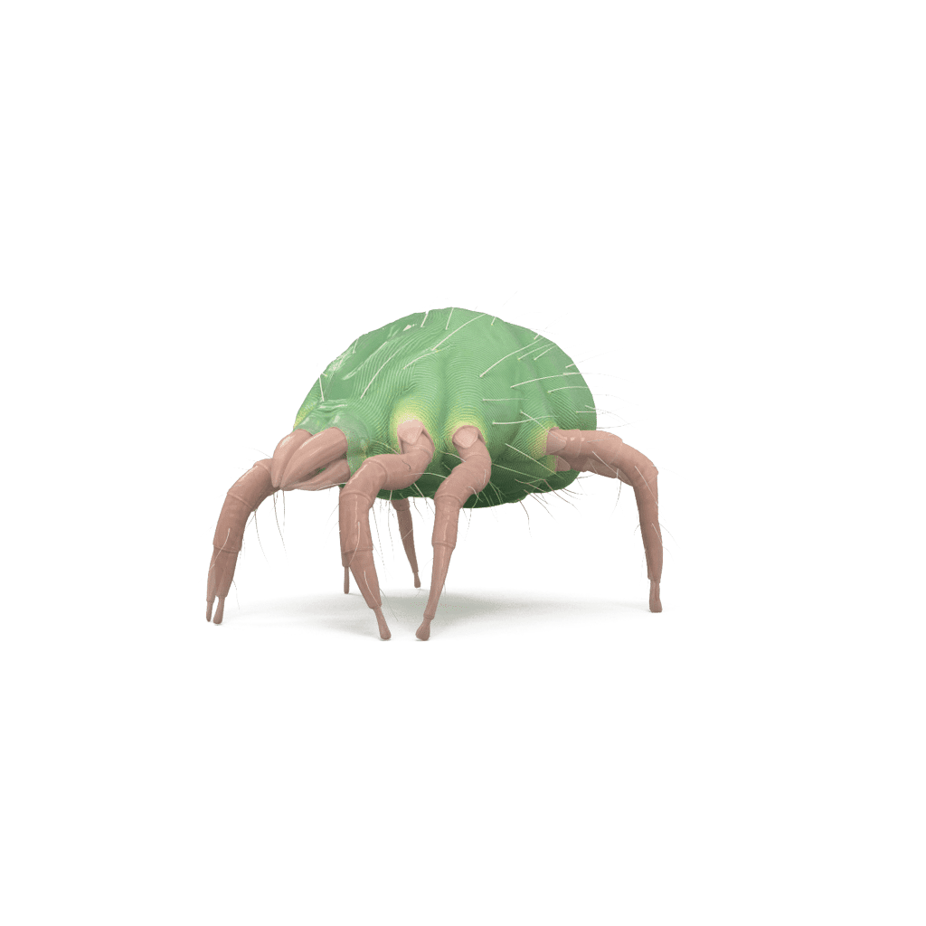 Se débarrasser des acariens - Aurouze