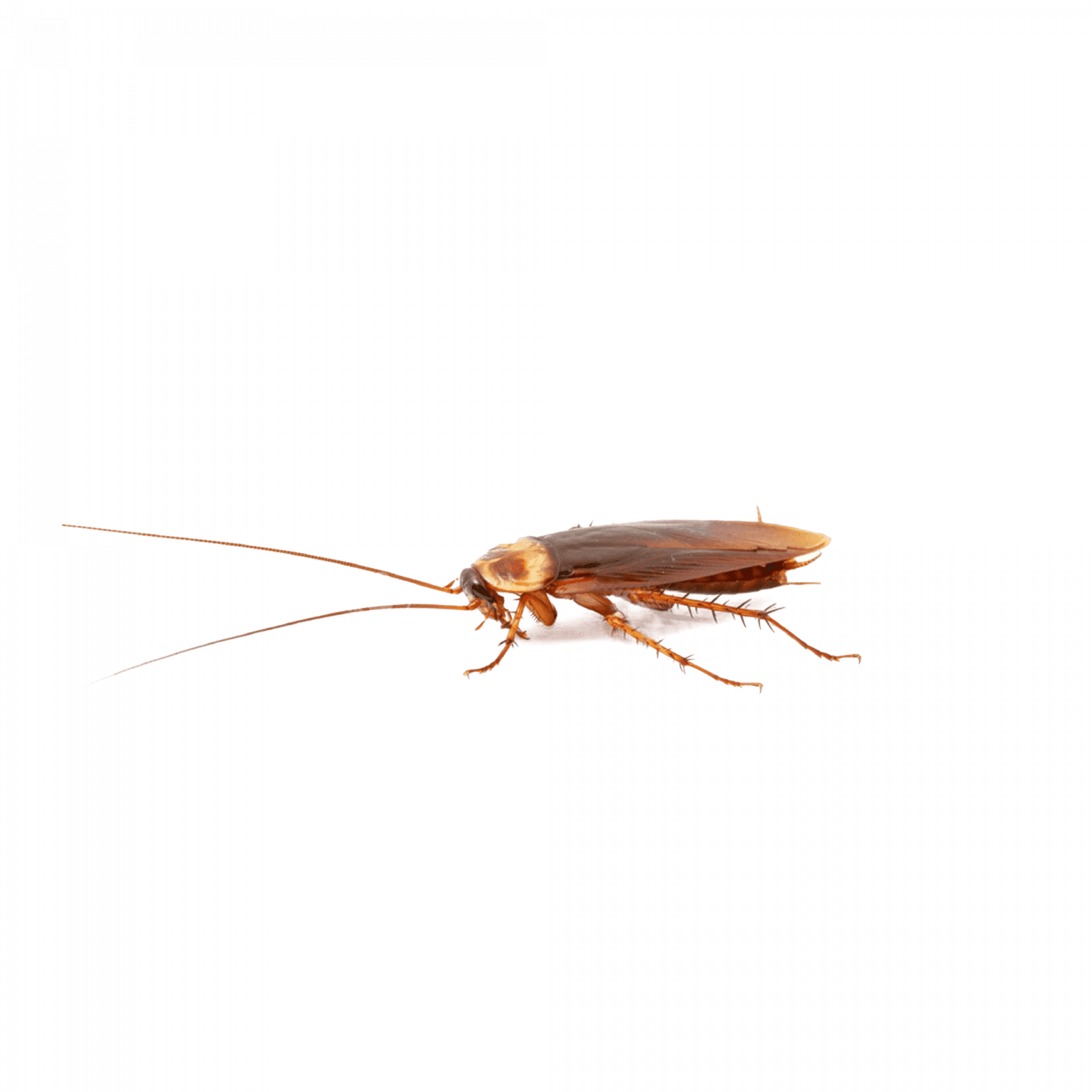 Se débarrasser de la blatte germanique - Aurouze