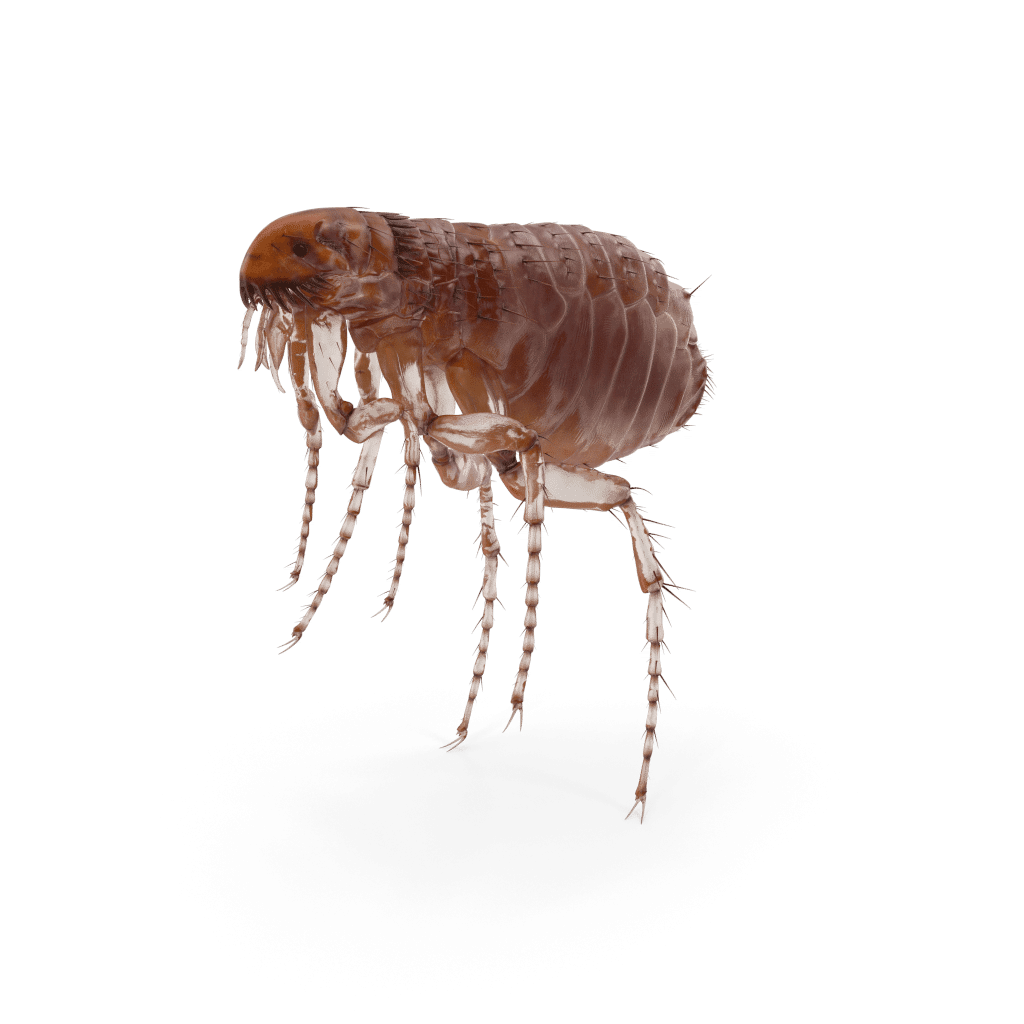 Comment se débarrasser des puces? - Aurouze