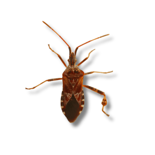 Infestation de nuisibles : comment identifier les signes et protéger ...